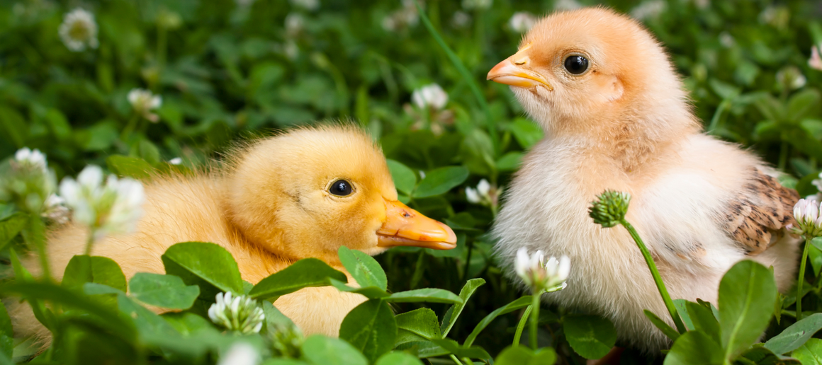 Feed Store - Bryan, TX | Circle P Feed & Supply